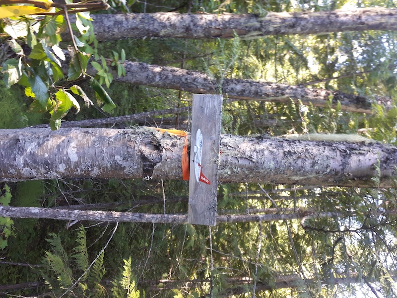 Silver Star Family Circuit Mountain Biking Route | Trailforks