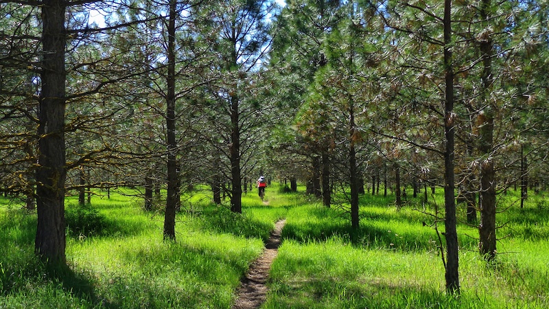 River Trail Mountain Biking Trail - Cle Elum, Washington