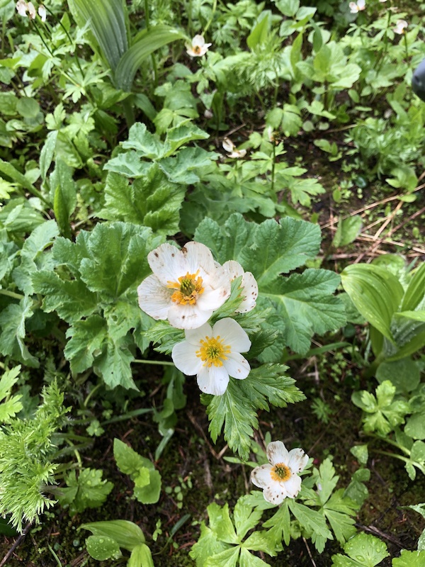 Raven Lake Trail Hiking Trail - Prince George, BC