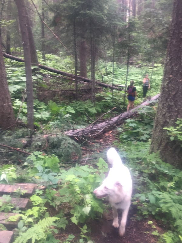 Freeway (upper) Mountain Biking Trail - Prince George
