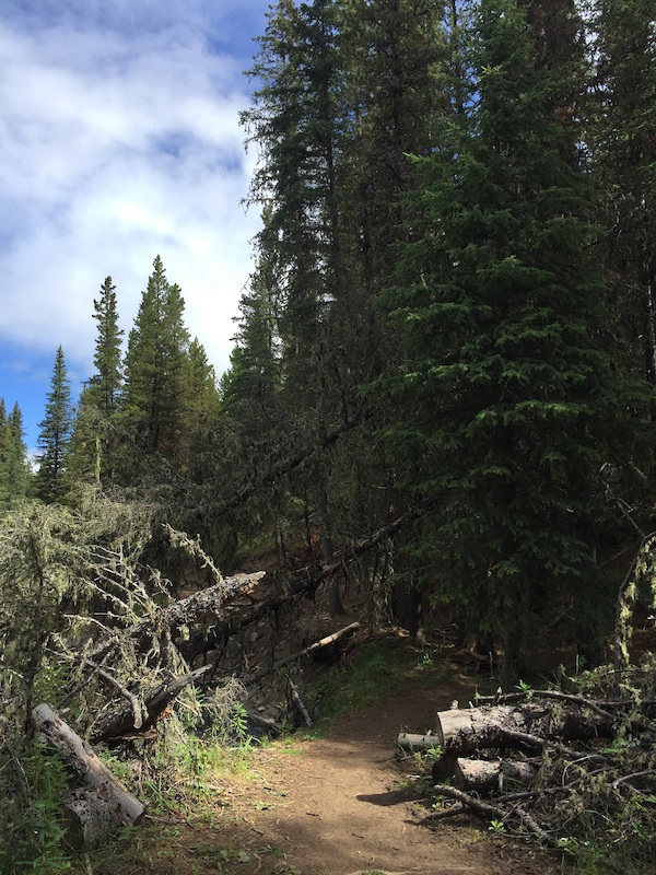 Prairie Creek Mountain Biking Trail - Bragg Creek, AB