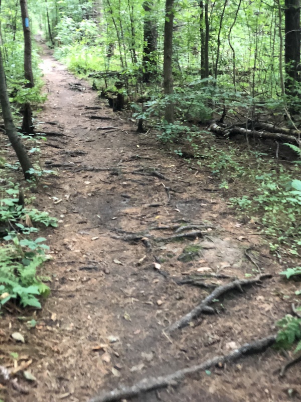 Bruce Trail - Loree West Loop Multi Trail - The Blue Mountains