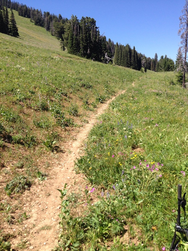 Wheeler Gulch Trail Mountain Biking Trail - Bozeman