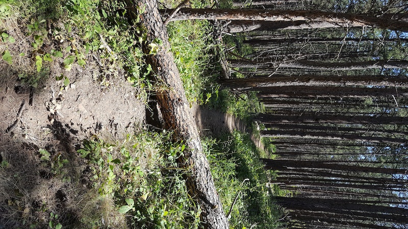 Centennial Trail #89 Mountain Biking Trail - Sturgis