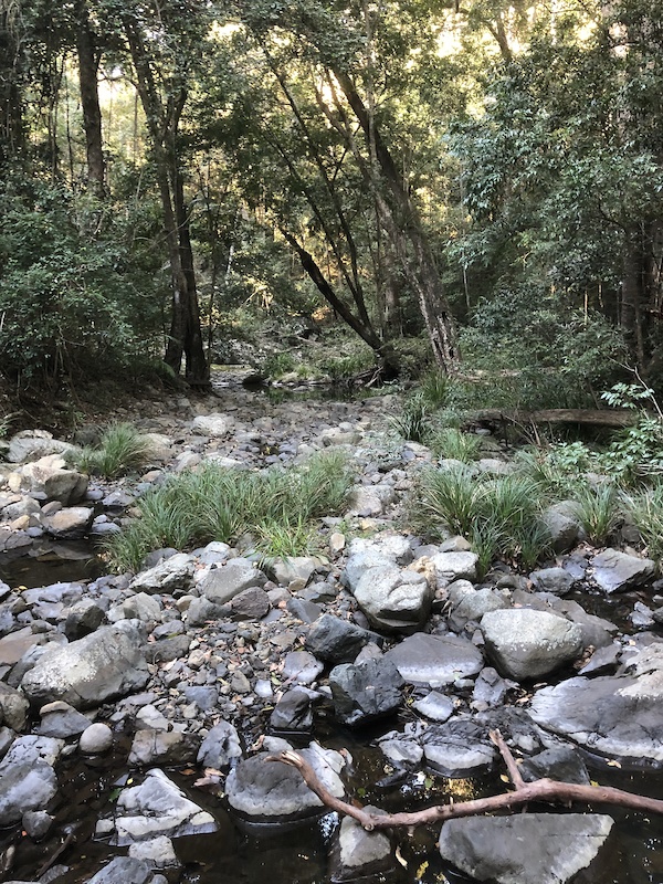 Scrub Road Multi Trail - Brisbane | Trailforks