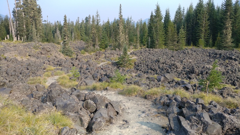 Toutle Trail Mountain Biking Trail - Randle, Washington