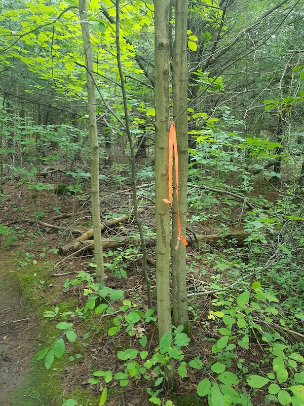 CS Halton Advanced Route Mountain Biking Route | Trailforks