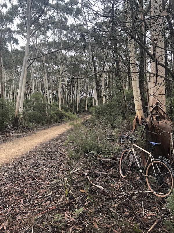 Narrow Neck Trail Mountain Biking Trail - | Trailforks