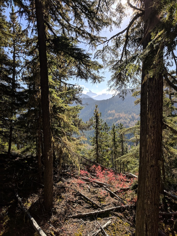 Upper Ridge Mountain Biking Trail - Whistler, BC