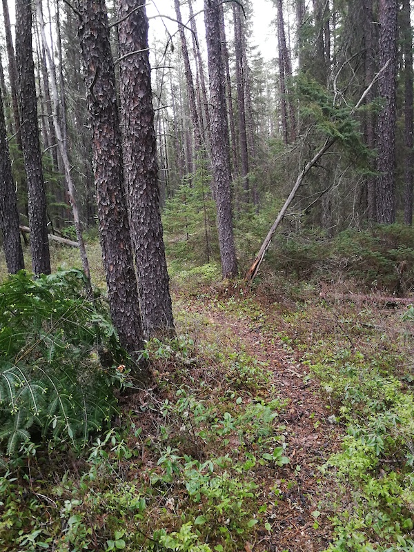 Rainbow Lake Single Track Mountain Biking Trail - Timmins