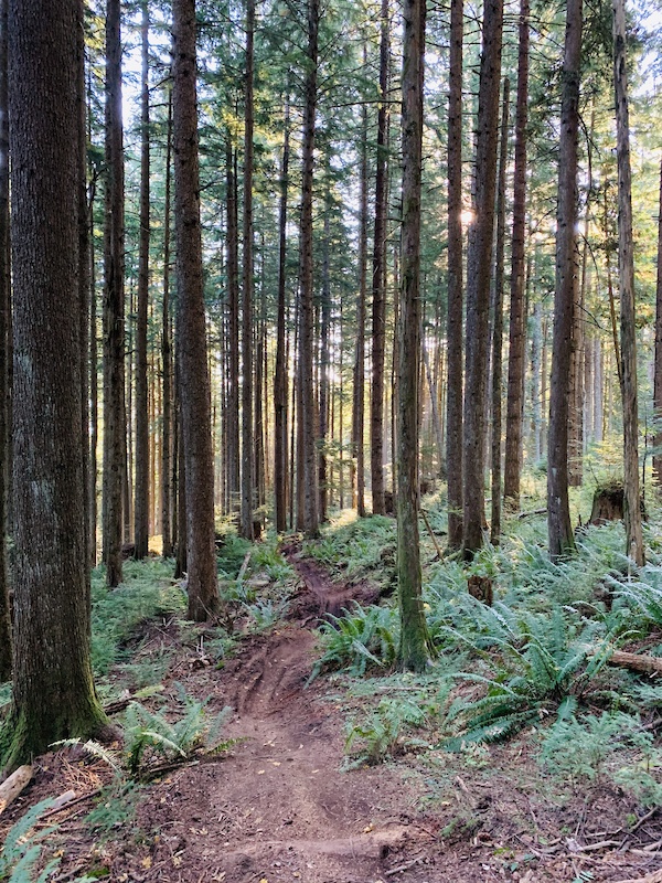 2025 Tiger Mountain Biking Route | Trailforks