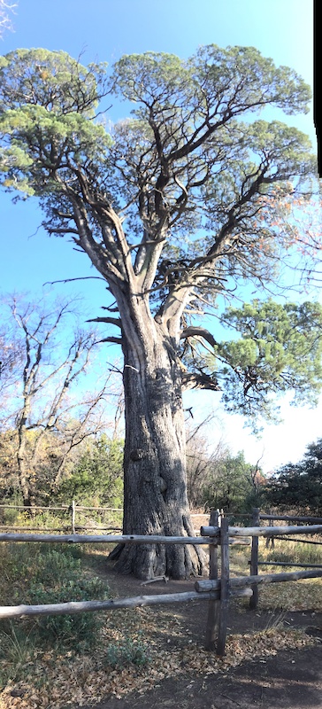 Big Tree Mountain Biking Trail - Silver City, New Mexico