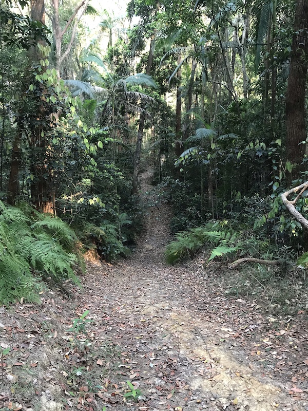 Eumundi Conservation Park, Eumundi Mountain Biking Trails | Trailforks