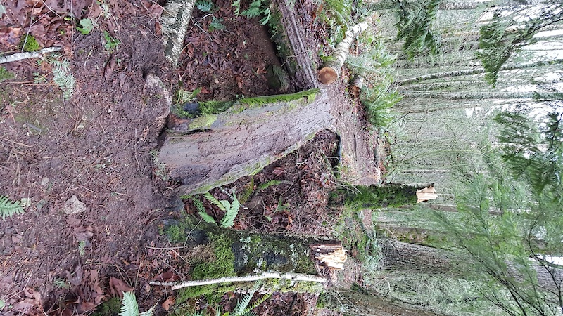 Fork Mountain Biking Trail - Abbotsford, British Columbia