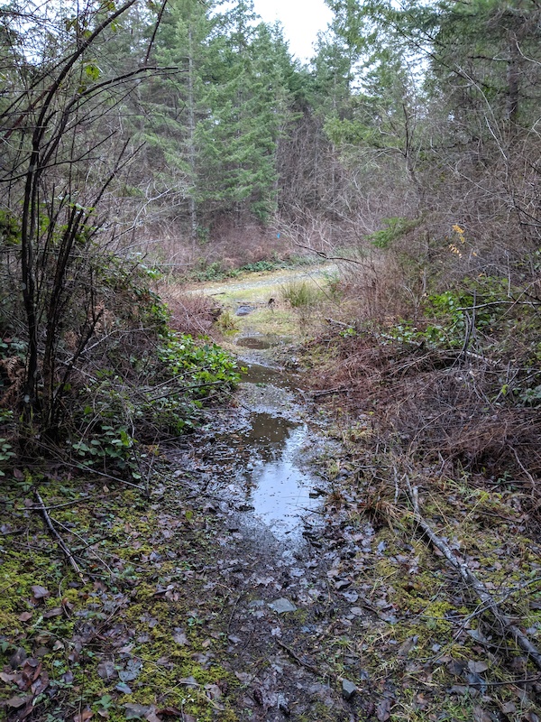 Piggly Wiggly Mountain Biking Trail - Nanoose Bay, BC