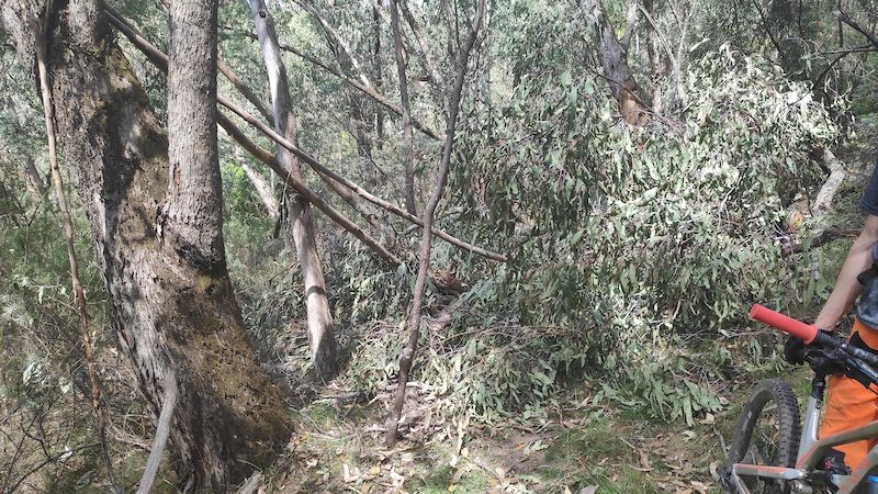 Wildside Mountain Biking Trail - Mt Beauty | Trailforks