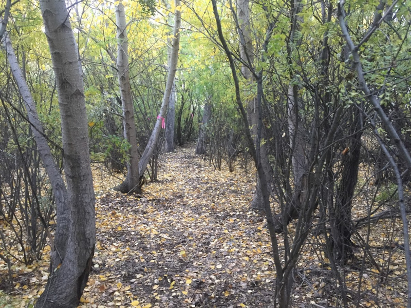 Saskatoon, Saskatchewan Mountain Biking Trails | Trailforks