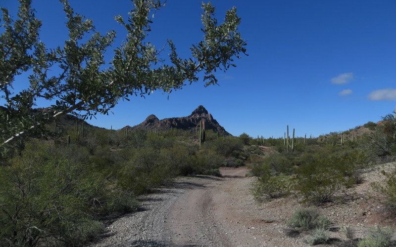 Scenic Loop Mountain Biking Trail - Ajo, AZ | Trailforks