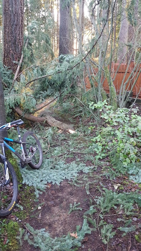 Lower Backyard Trail Mountain Biking Trail - Port Moody