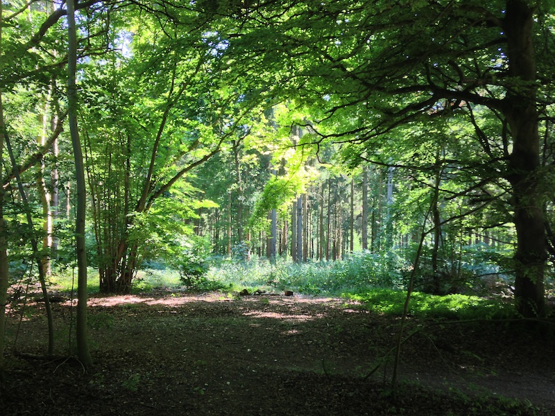 Whiteways First Single Track Mountain Biking Trail - Arundel