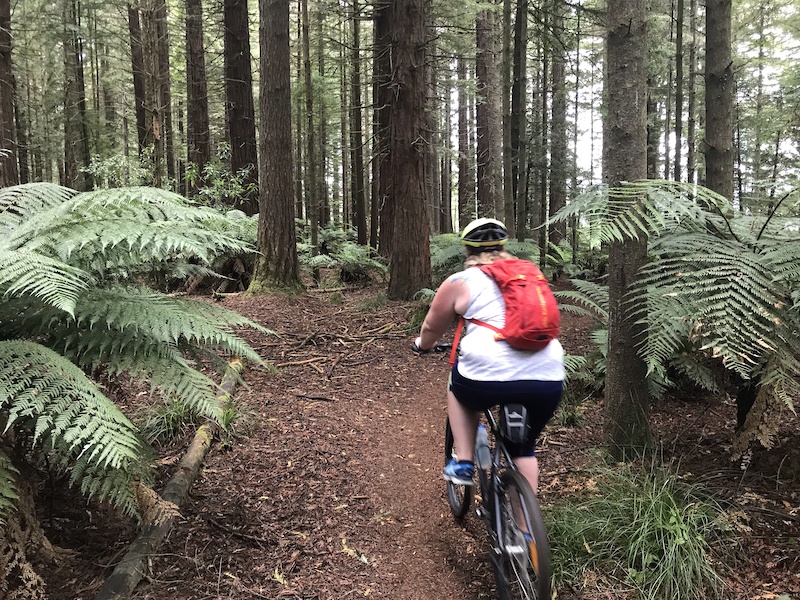 Redwoods Beginners Loop Mountain Biking Route | Trailforks