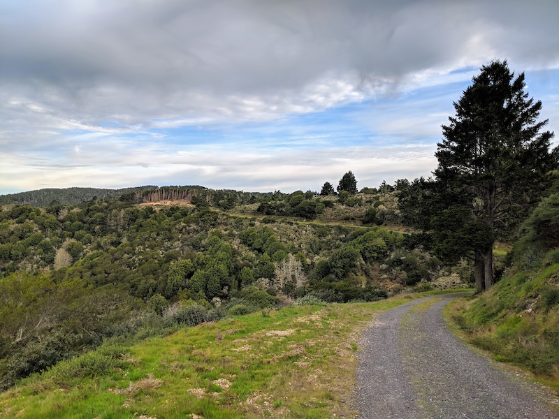 Inverness Ridge Trail Multi Trail - Point Reyes Station