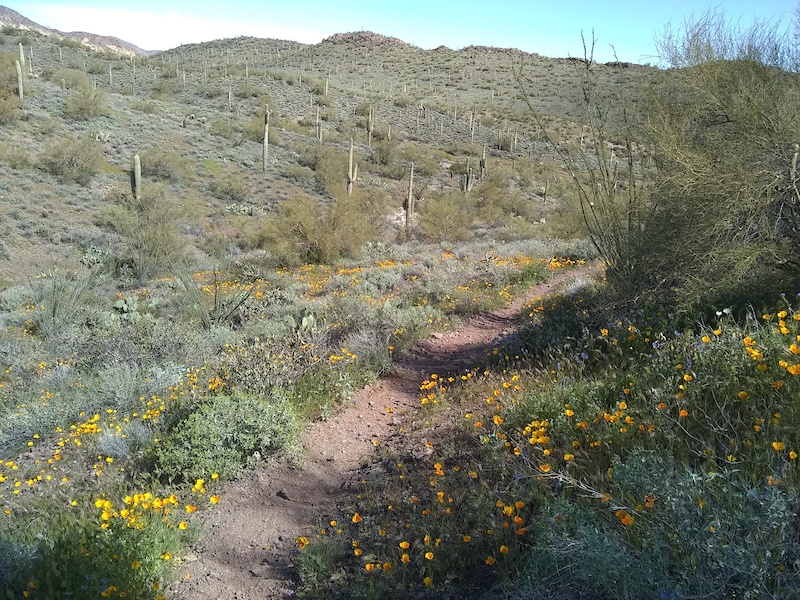 Spider Bite Multi Trail - Apache Junction, Arizona