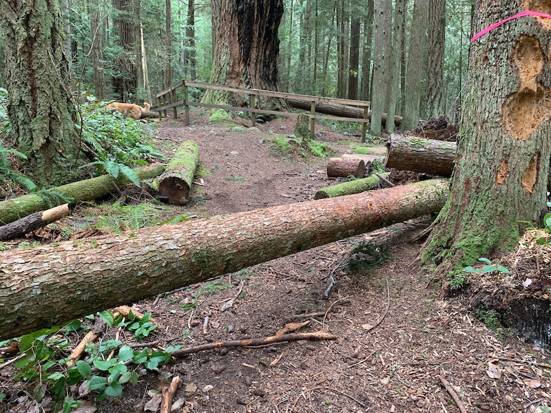 Big Tree Trails Mountain Biking Trail - Sechelt, BC