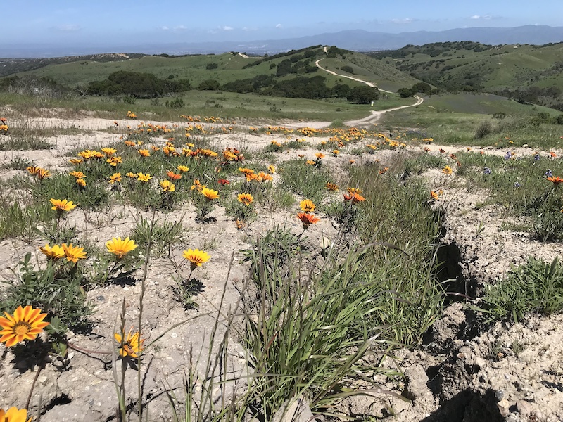Lookout Ridge Road Mountain Biking Trail - Monterey