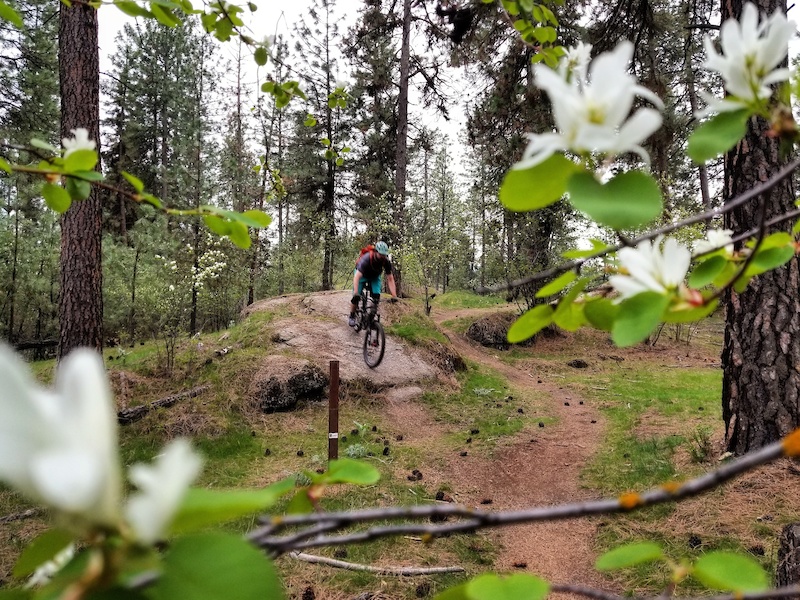 Banzai Kitten Mountain Biking Trail - Spokane, Washington