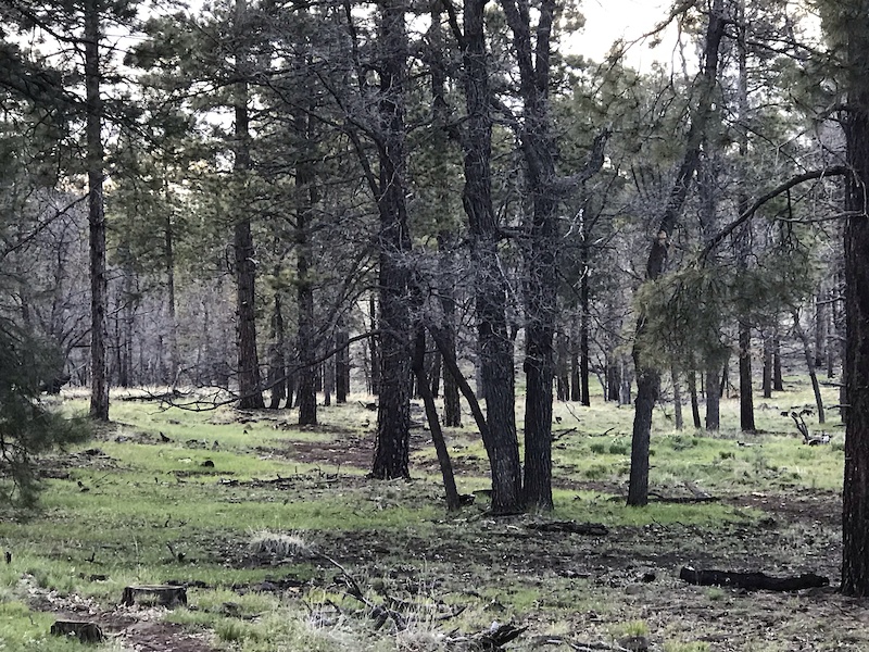 Gold Digger Loop Multi Trail - Flagstaff, AZ