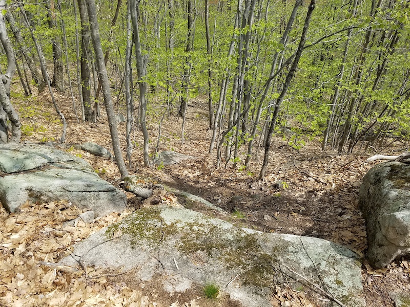 Mount Molly and Bet Loop and Summits Mountain Biking Route | Trailforks