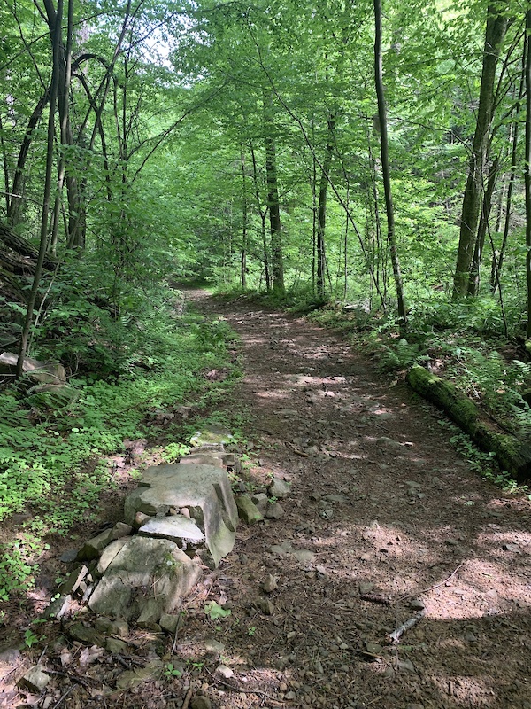 Musser Gap Trail Multi Trail - State College, PA