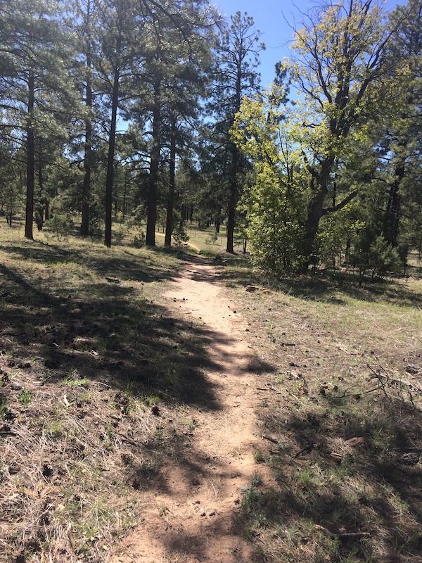 Pine Loop Trail Multi Trail - Pinetop-Lakeside, Arizona