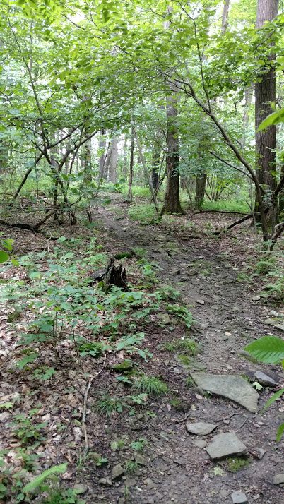 Lake Chestnut Trail Mountain Biking Trail - Seven Springs, PA