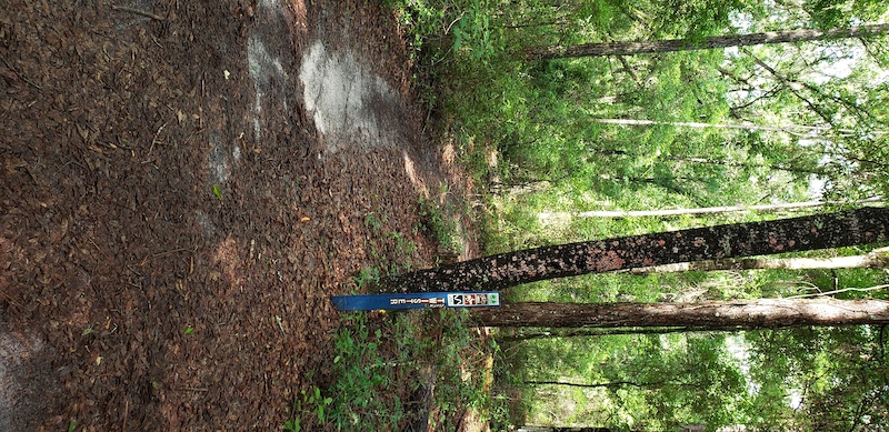 Twister Multi Trail - Vortex, Ocala, Florida