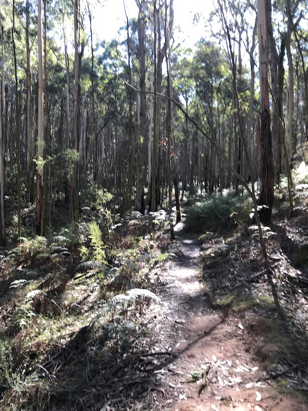 Wombat Forest, Woodend Mountain Biking Trails | Trailforks
