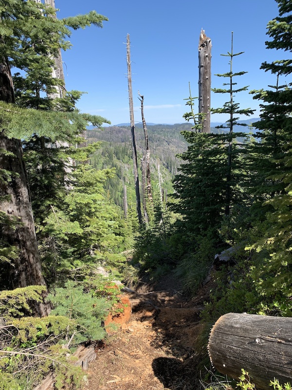 Bunchgrass Mountain Biking Trail - Oakridge, Oregon