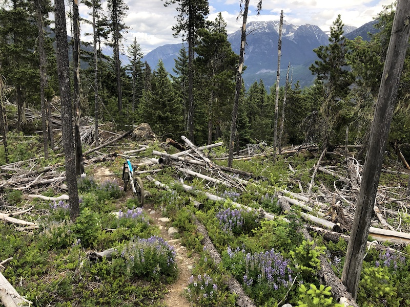 Jack the Ripper Mountain Biking Trail - Pemberton, BC