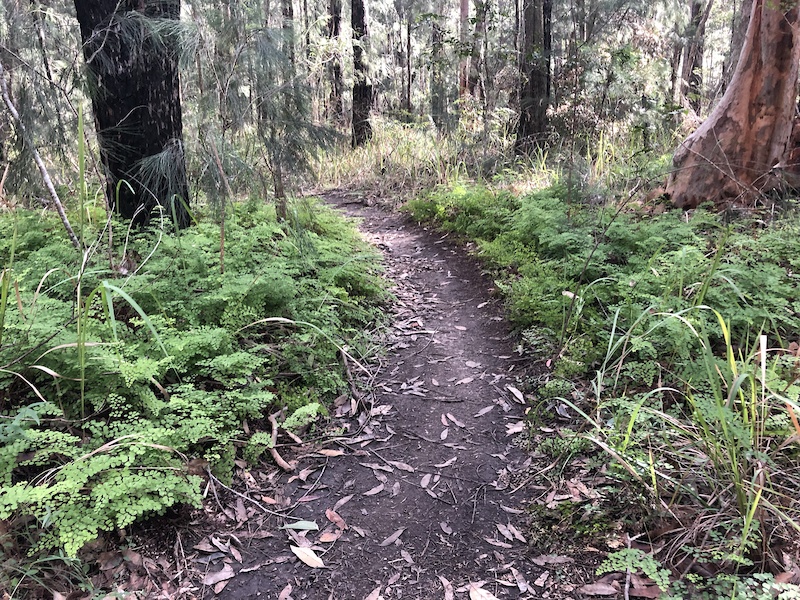 Lower Swamp Loop Mountain Biking Trail - Medowie