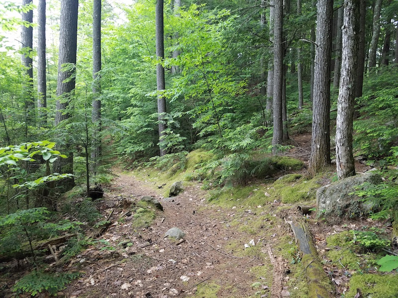 Collins Family Forest Den Loop Mountain Biking Route | Trailforks