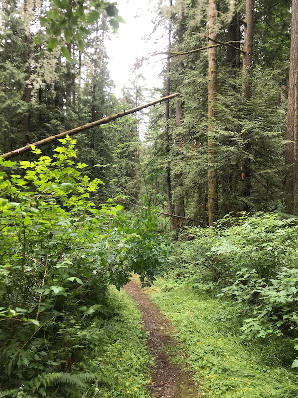 Bear Trail Mountain Biking Trail - Cobble Hill, BC
