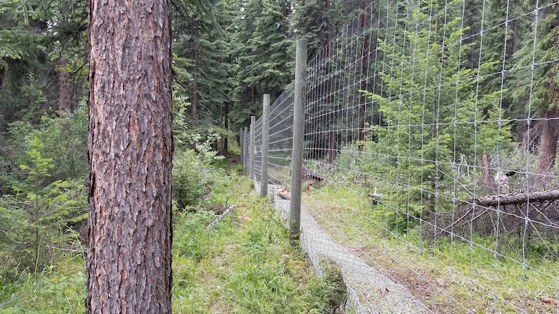 Fenland Loop Mountain Biking Trail - Banff, AB