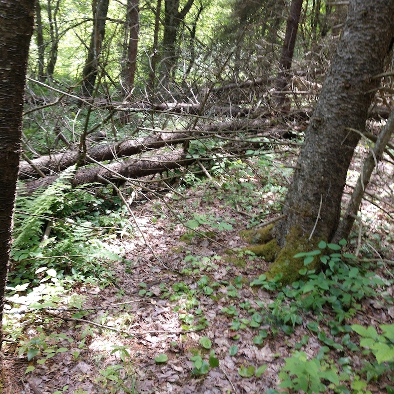 The Grinder Mountain Biking Trail - Colton, New York