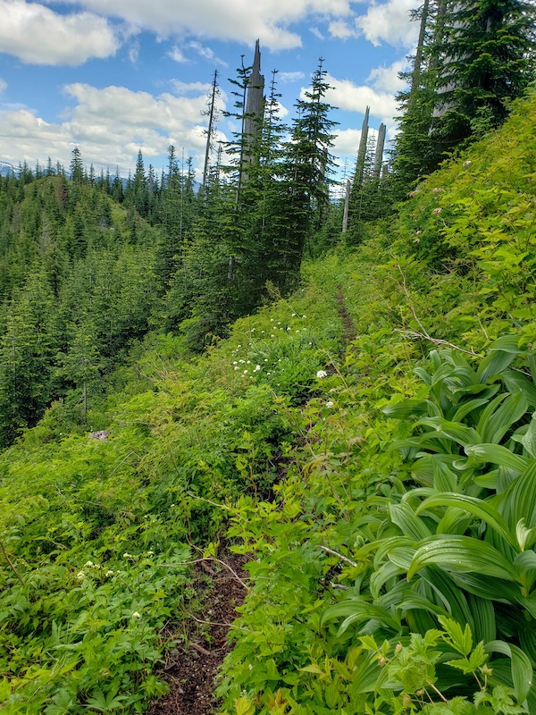 Allen Mountain Trail Multi Trail - Packwood, Washington