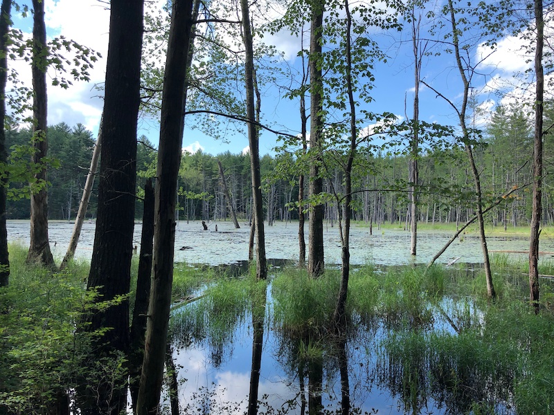 Pout Pond Spur Multi Trail - Brookline, New Hampshire