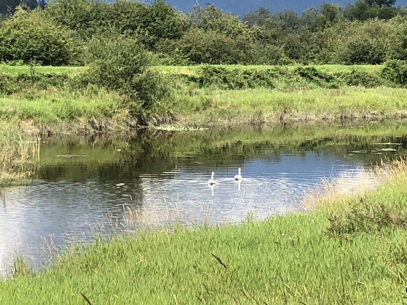 PoCo Trail - Deboville Slough Multi Trail - Port Coquitlam, BC
