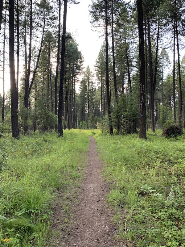 Upper Wolf Trail 303 Loop Mountain Biking Trail - Newport