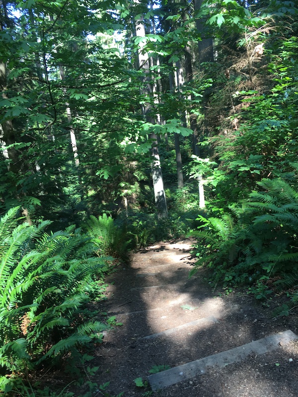 Primitive Stairs Hiking Trail - - Washington