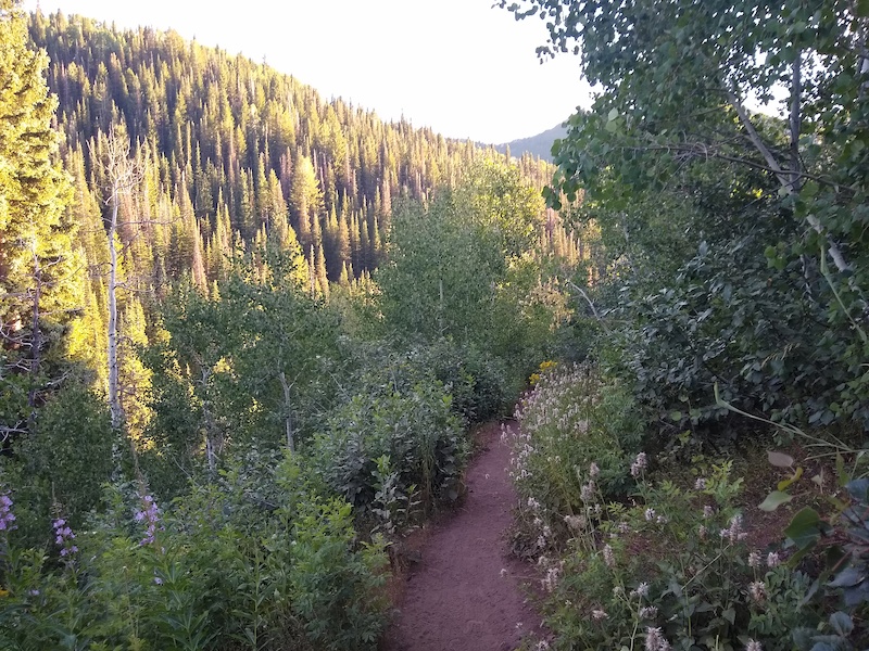 Old Red Pine Road Multi Trail - Millcreek, Utah
